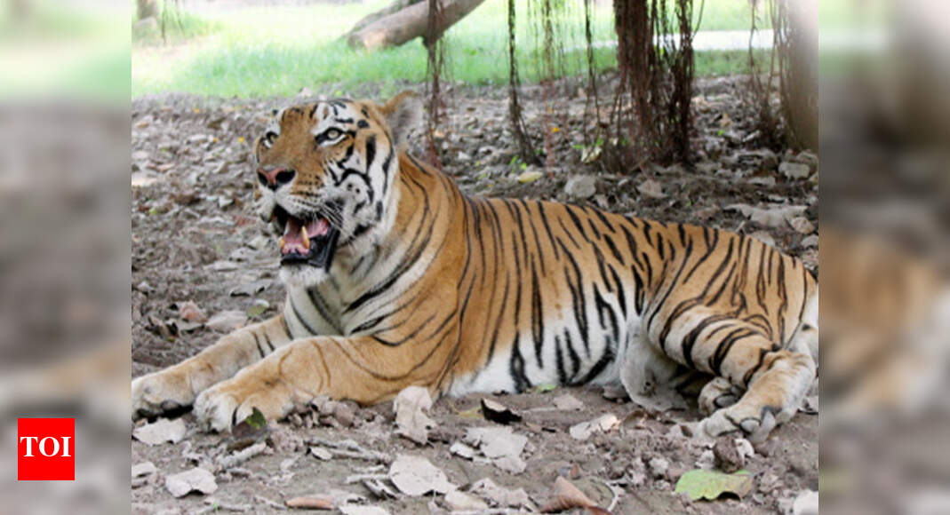 Nagarahole's dead tigress identified | Mysuru News - Times of India