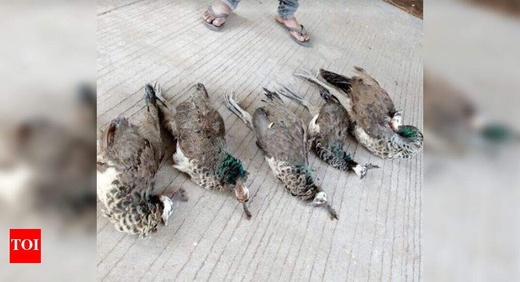 Five peacocks found dead in a village near Olpaad | Surat News - Times ...
