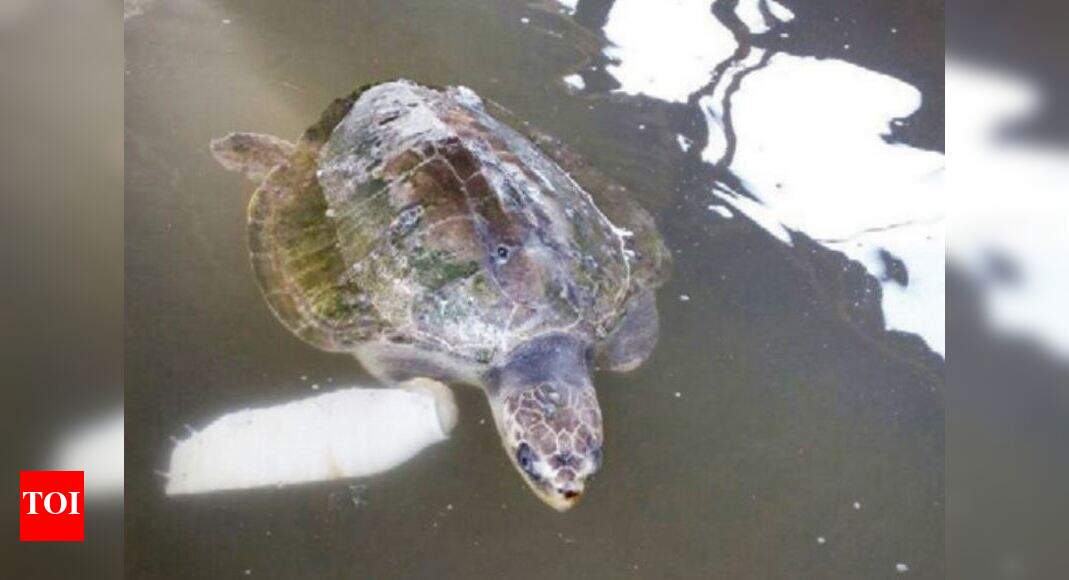 Olive Ridley Turtle: Olive Ridley turtle gets new life with plastic ...