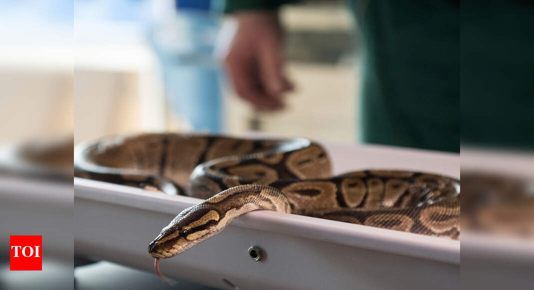Python Rescued INAgra: 8-ft-long python rescued | Agra News - Times of ...