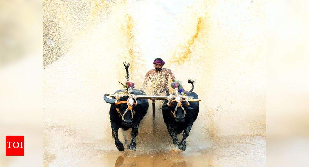 Tulunadu: Tulunadu persistent on preserving Kambala culture | Mangaluru ...