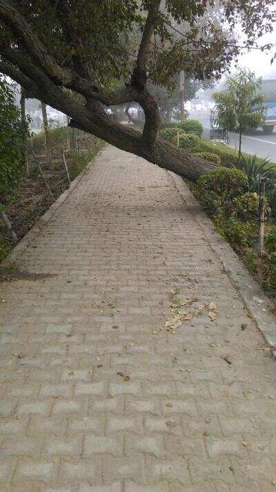 Overgrown trees on footpath - Times of India
