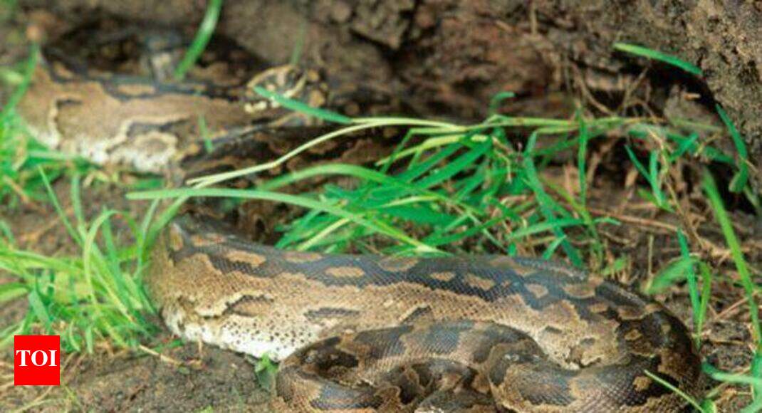 indian snake hunters: Florida enlists snake hunters from India to catch ...