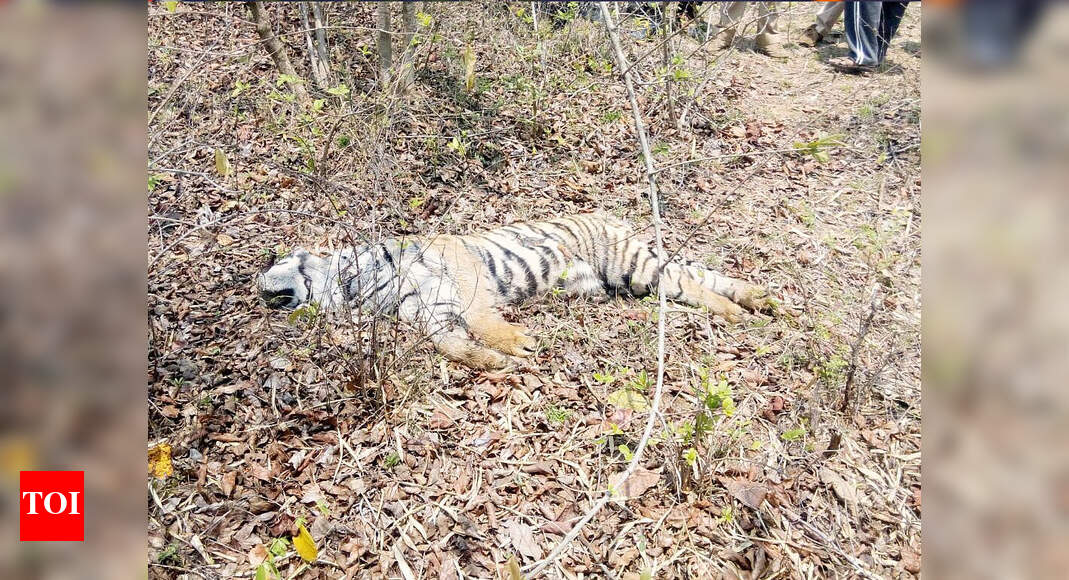 Tiger Cub Killed By Buffalo: Impaled by buffalo horn, tiger cub dies in ...