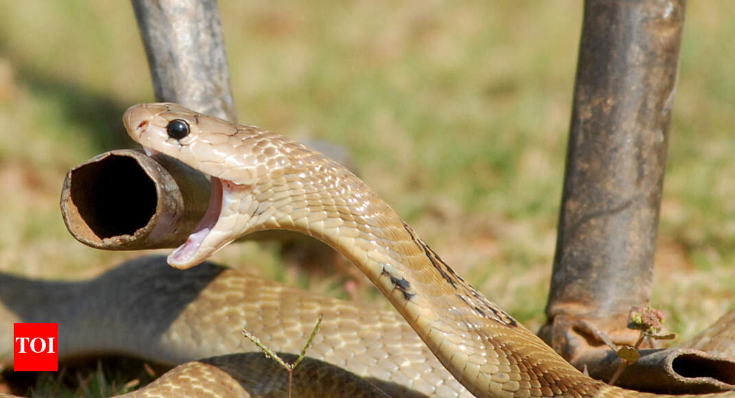 Gliding snake rescued: Gliding snake rescued at Ghoteli | Goa News ...