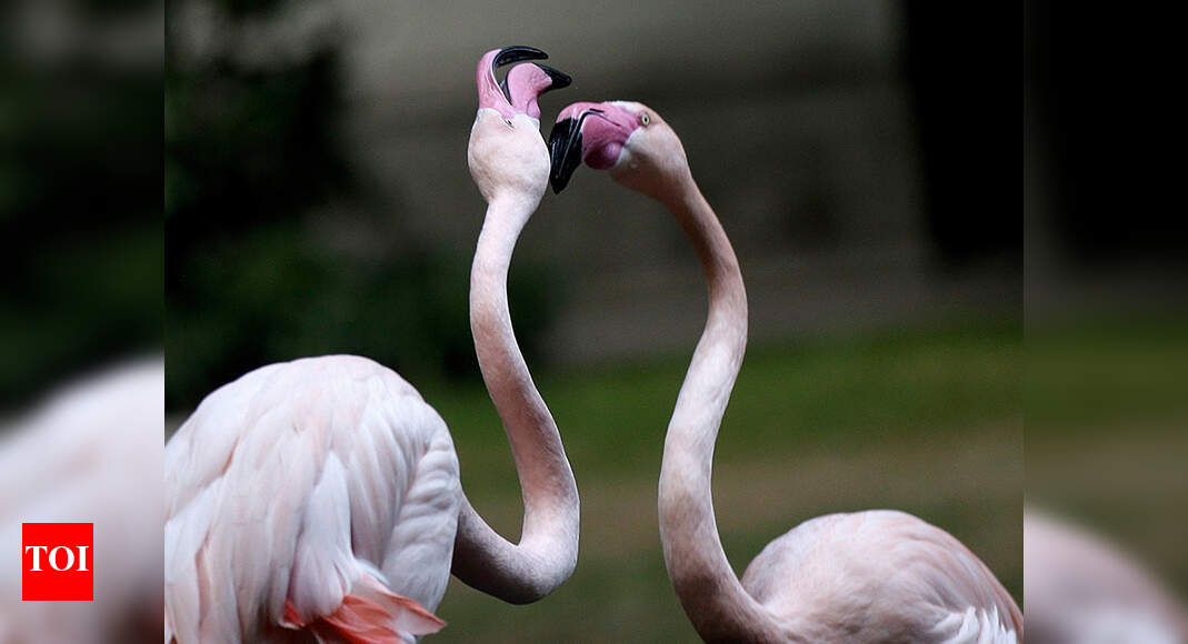 Pellet wounds: Last surviving flamingo of injured two succumbs to ...