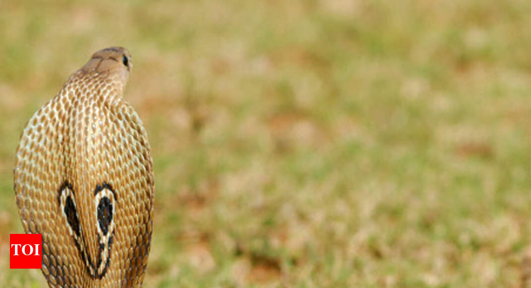 Save the Snakes: Conservation initiative to protect snakes in Eastern ...