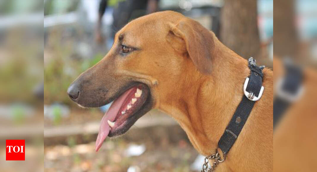 Scuffle over pet dog leads to molest charge | Kolkata News - Times of India