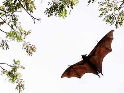 Winged Mammals: Bat zone: A home for the winged mammals | Chennai News ...