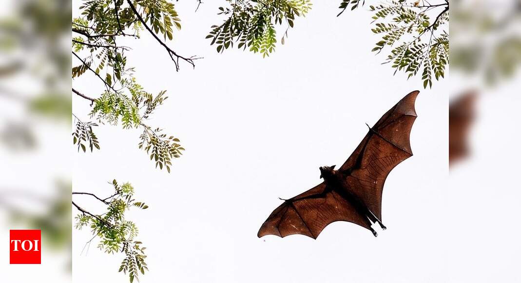 Winged Mammals: Bat zone: A home for the winged mammals | Chennai News ...