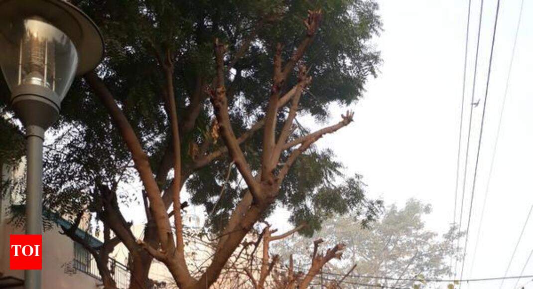 Bad tree pruning - Times of India