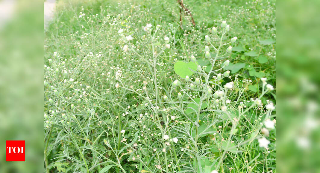 Common weed may help in fighting HIV | Hyderabad News - Times of India