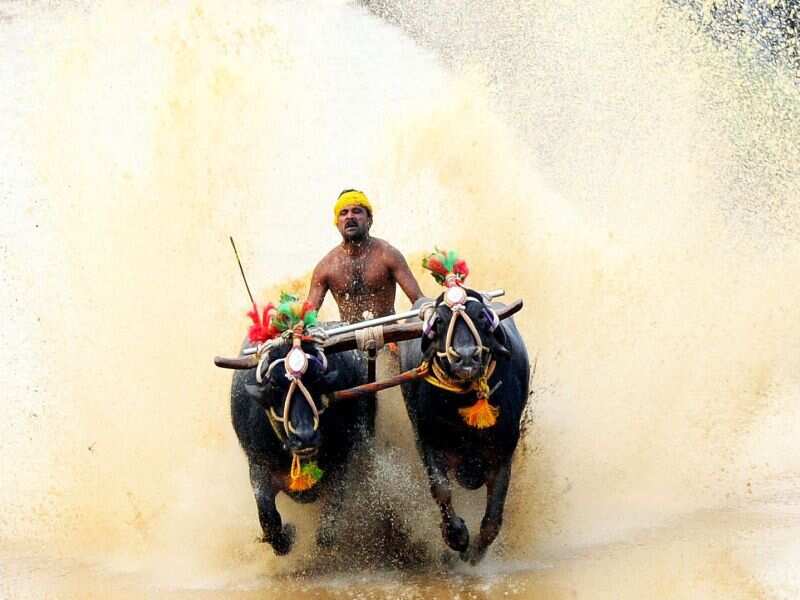 Kambala song goes viral | Kannada Movie News - Times of India