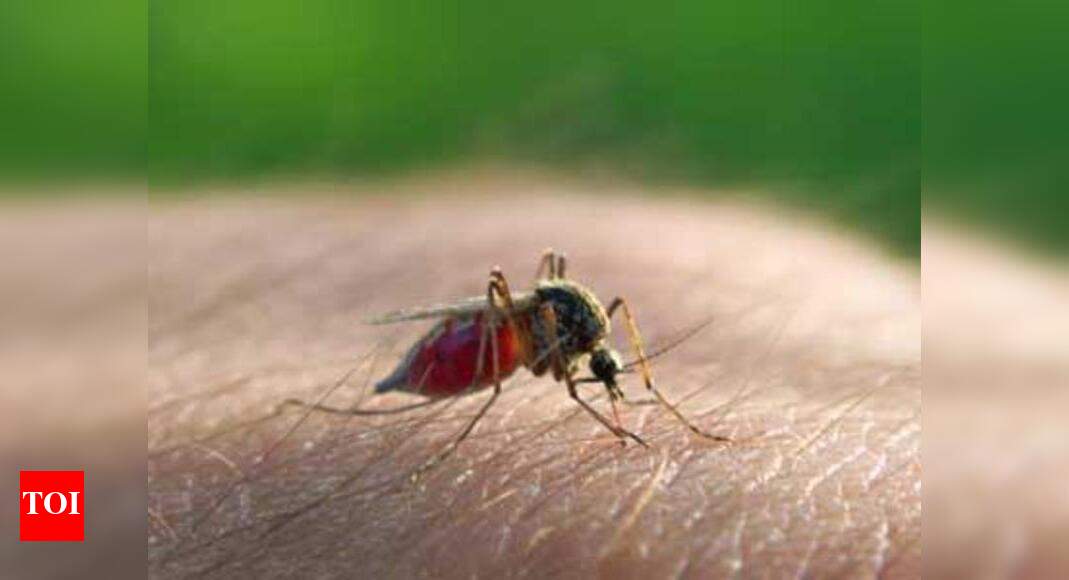 Malaria superbugs spreading fast in Asia - Times of India