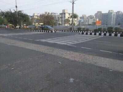 Wild zebra crossing - Times of India