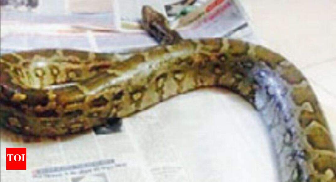 Injured python found on taxiway in airport dies | Pune News - Times of ...