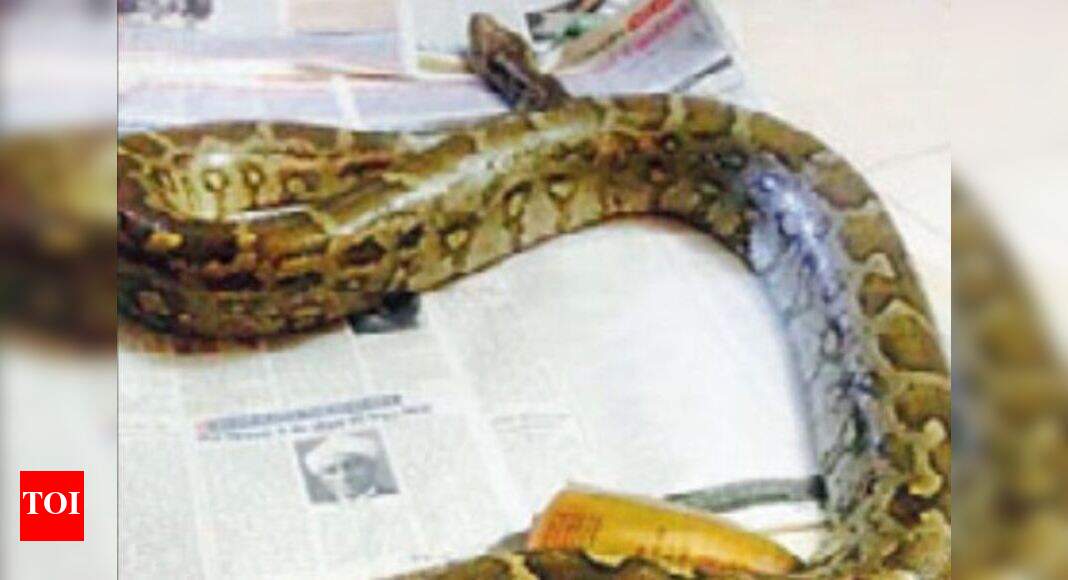 Injured python found on taxiway in airport dies | Pune News - Times of ...