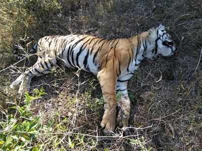 7 Tigers dead in 38 days | Mysuru News - Times of India