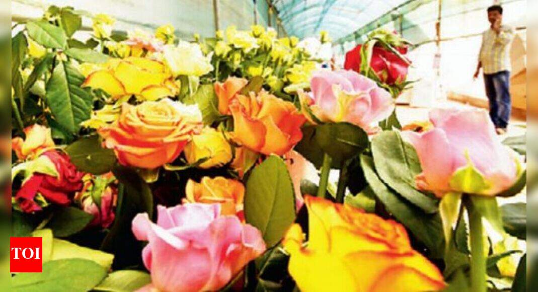 Rose exports set to bloom ahead of Valentine’s Day | Pune News - Times ...