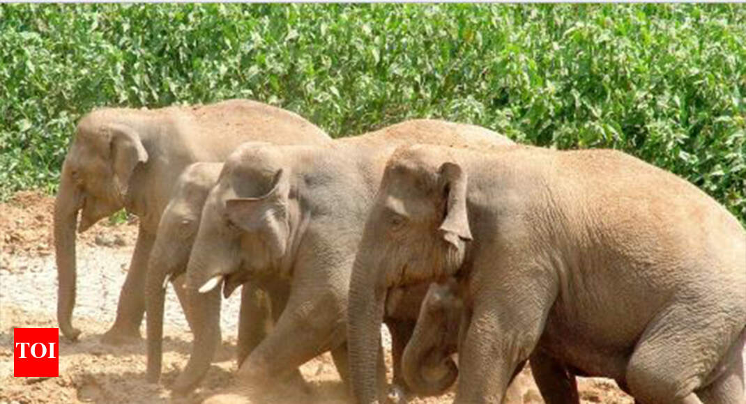 Wayanad Wildlife Sanctuary: Wild elephant calf killed in tiger attack ...