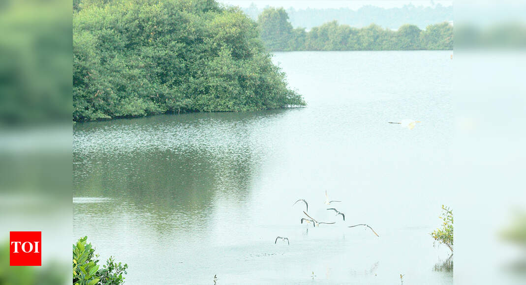 Ladybird Environmental Consulting: Volunteers help clean up Vashi’s ...