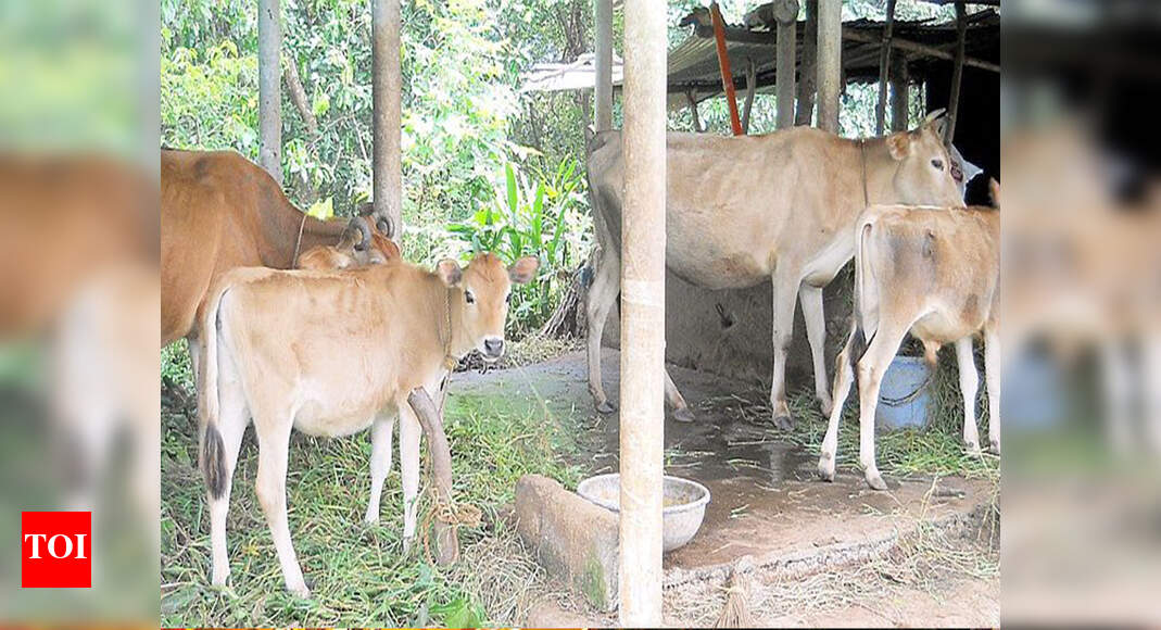 ‘Animal husbandry a must to improve farmers’ situation’ | Nagpur News ...