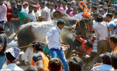 Three killed as ‘eruthu vidum vizha’ held flouting safety rules | Salem ...