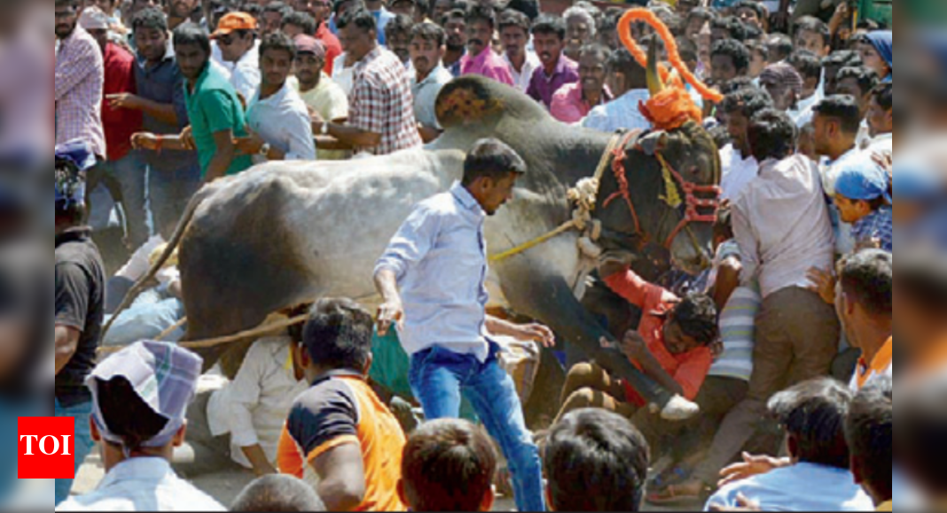 Eruthu Vidum Vizha: Three killed as ‘eruthu vidum vizha’ held flouting ...