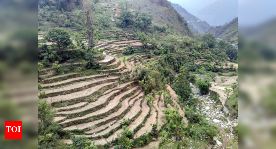 Infographic: No concrete strategy for agricultural development in ...