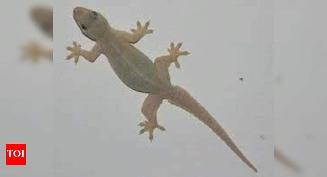 Dead lizard found in mess food at government-run hostel | Mumbai News ...