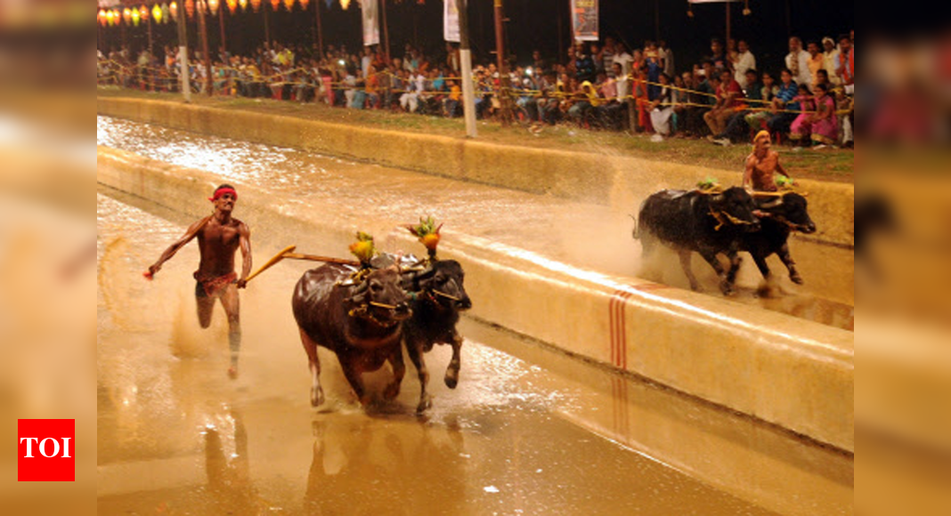 Kambala, bull races now legal in Karnataka | India News - Times of India