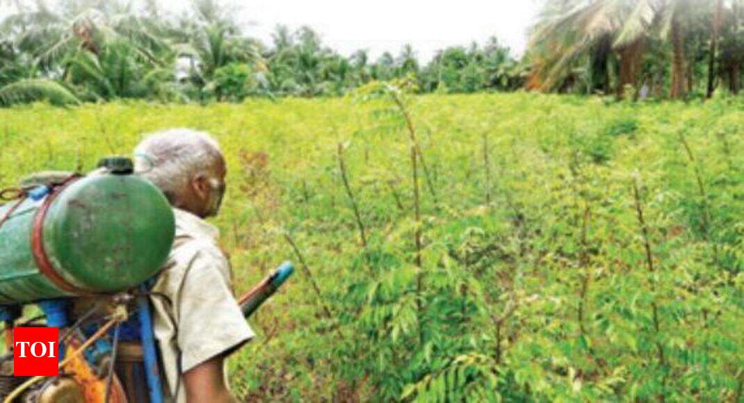 Not flavour, curry leaves add poison to your dish | Hyderabad News ...