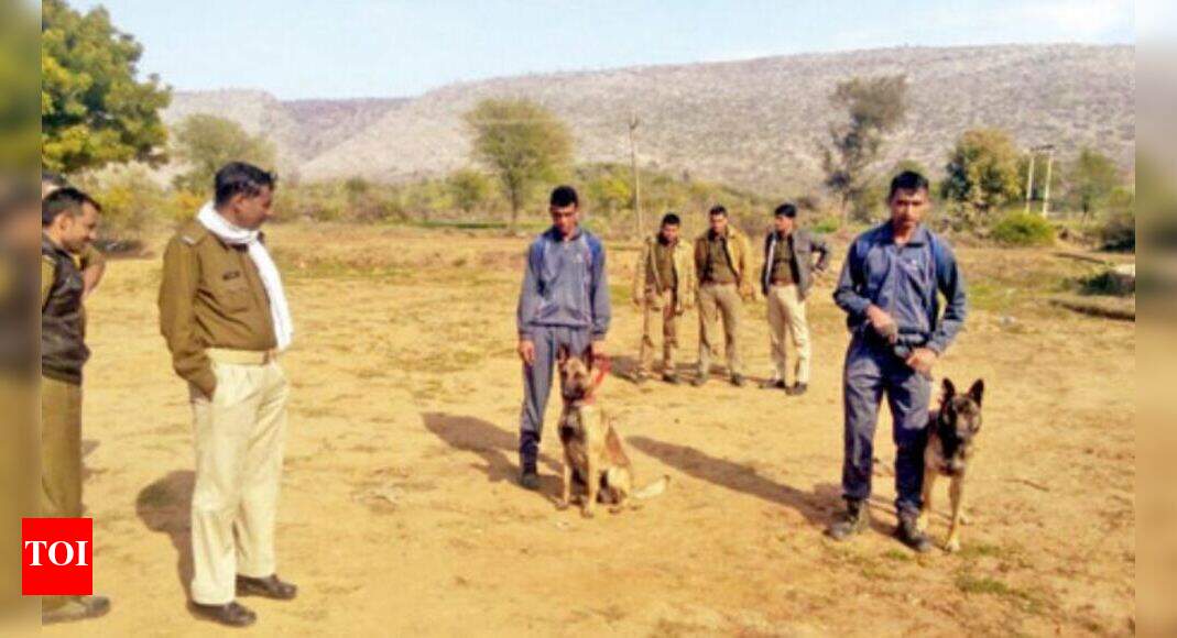 Killer leopard not to be shot dead: Government | Jaipur News - Times of ...