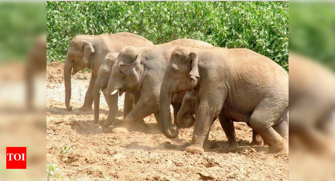Wildlife Biologists: Elephant census to map new migration patterns ...