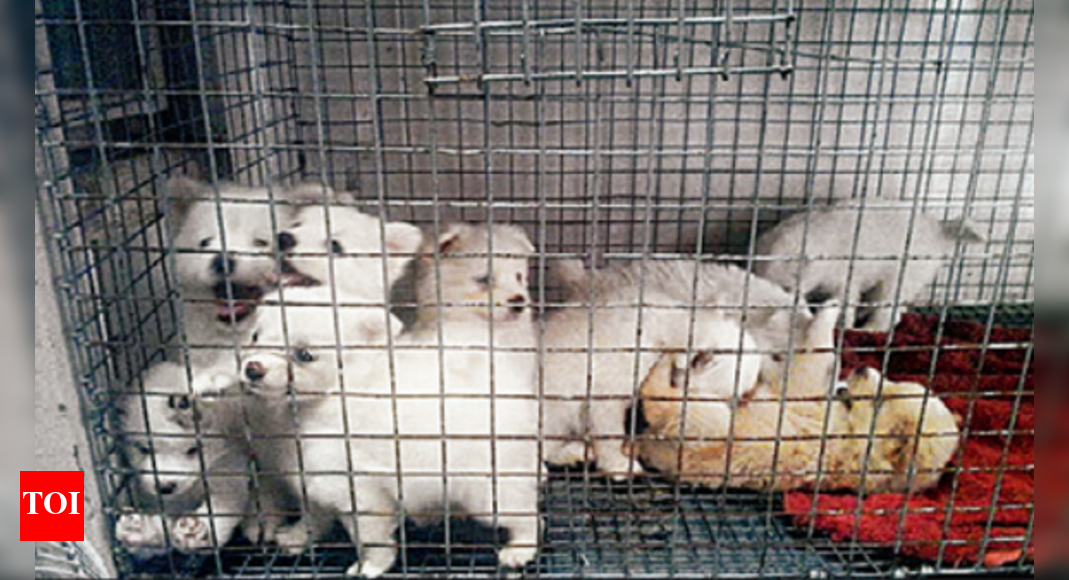 Animal lovers to organize street dog adoption drive | Kochi News ...