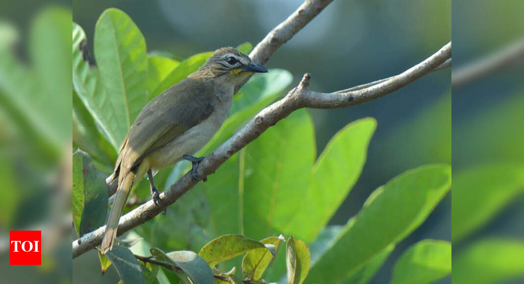 Manipal Bird Day: 250 winged beauties spotted on Manipal Bird Day ...