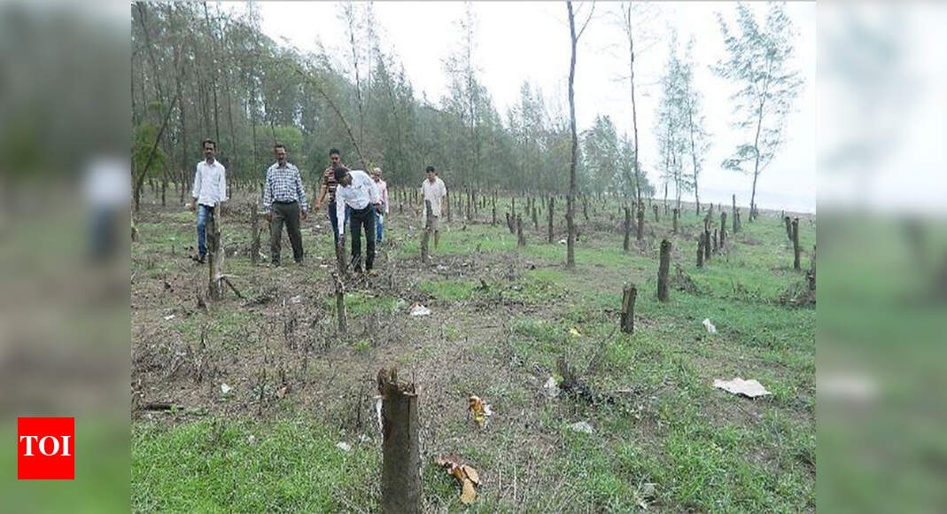 NSS students at IIT-Bombay identify species of trees on campus | Mumbai ...