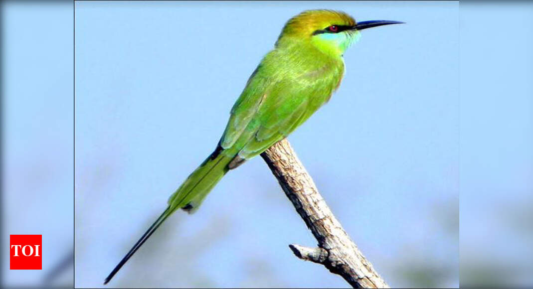 Manipal Bird Day: 250 winged beauties spotted on Manipal Bird Day ...