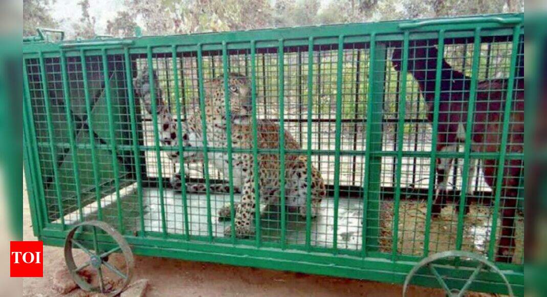 Killer leopard trapped in Sariska, sent to Jaipur Zoo for DNA Test ...