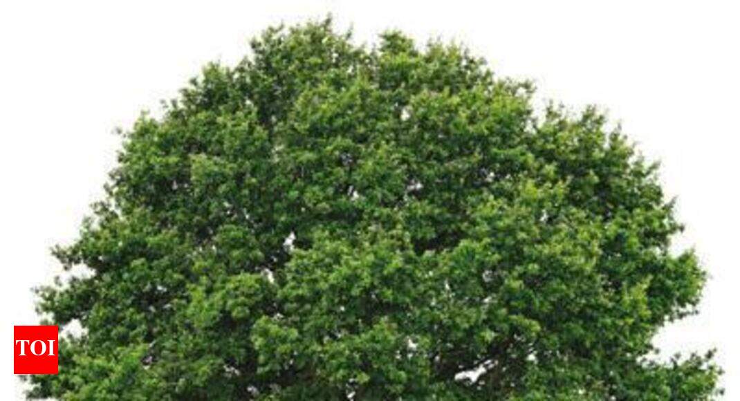 Illegal trade of khair trees on the rise during winter | Goa News ...