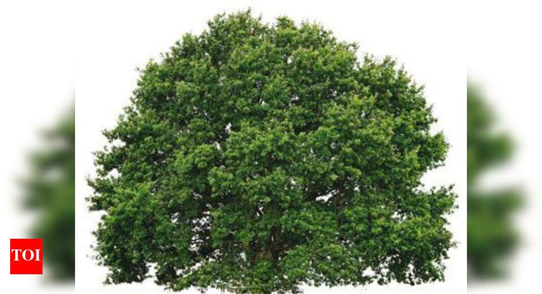 Illegal trade of khair trees on the rise during winter | Goa News ...