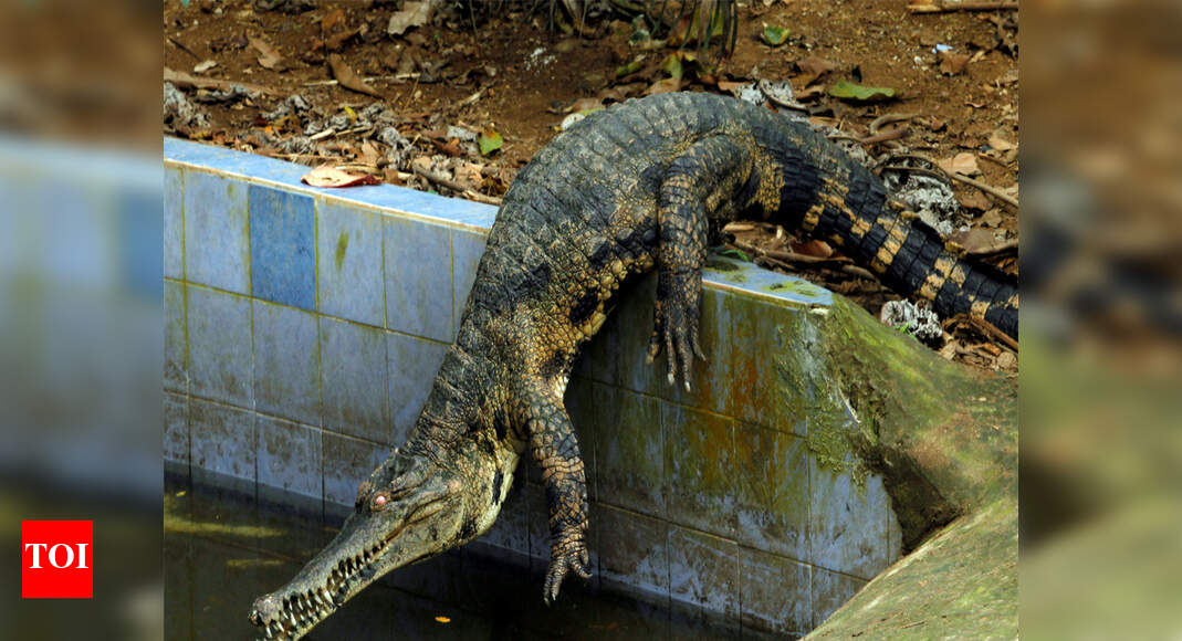 14-foot crocodile rescued near Ajwa Lake | Vadodara News - Times of India