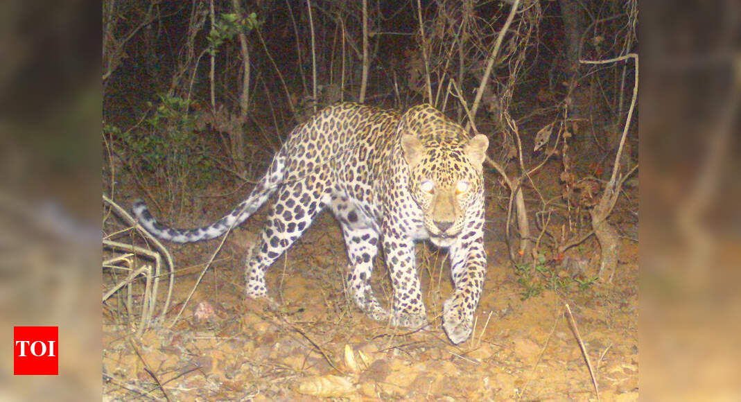 Leopard beaten to death, burnt in Gujarat village | Vadodara News ...