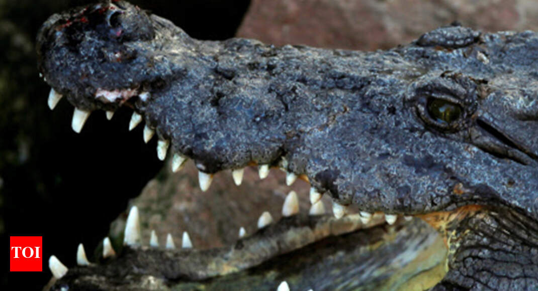 Crocodile rescued from field on Ajwa-Nimeta Road | Vadodara News ...