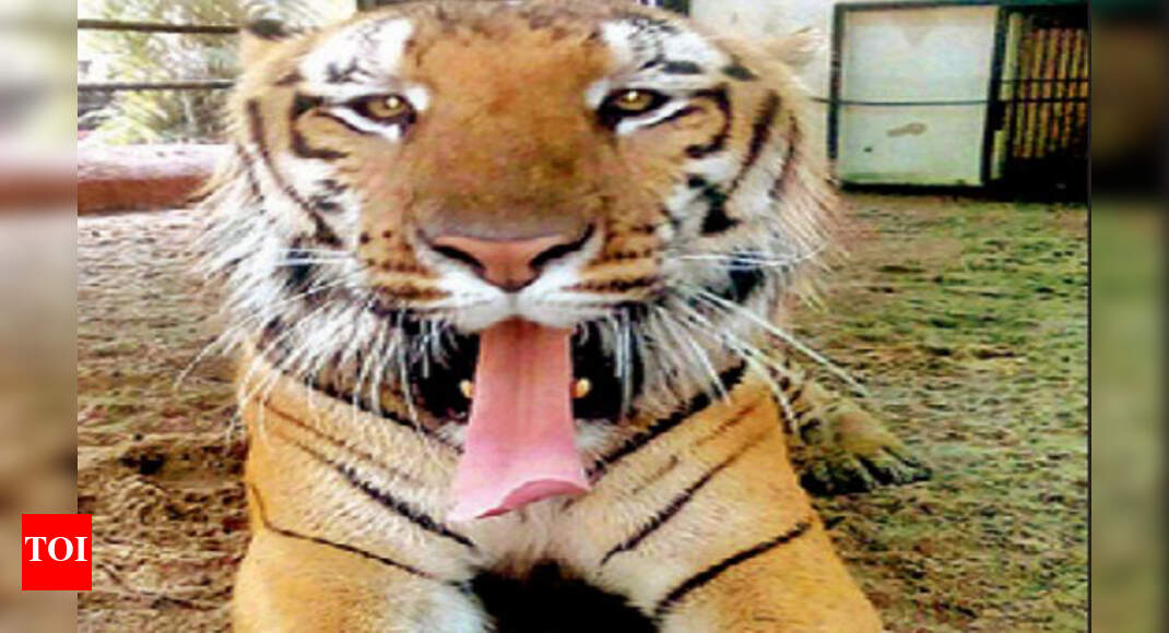 Royal big cat Nikhil critical, in zoo ICU | Hyderabad News - Times of India