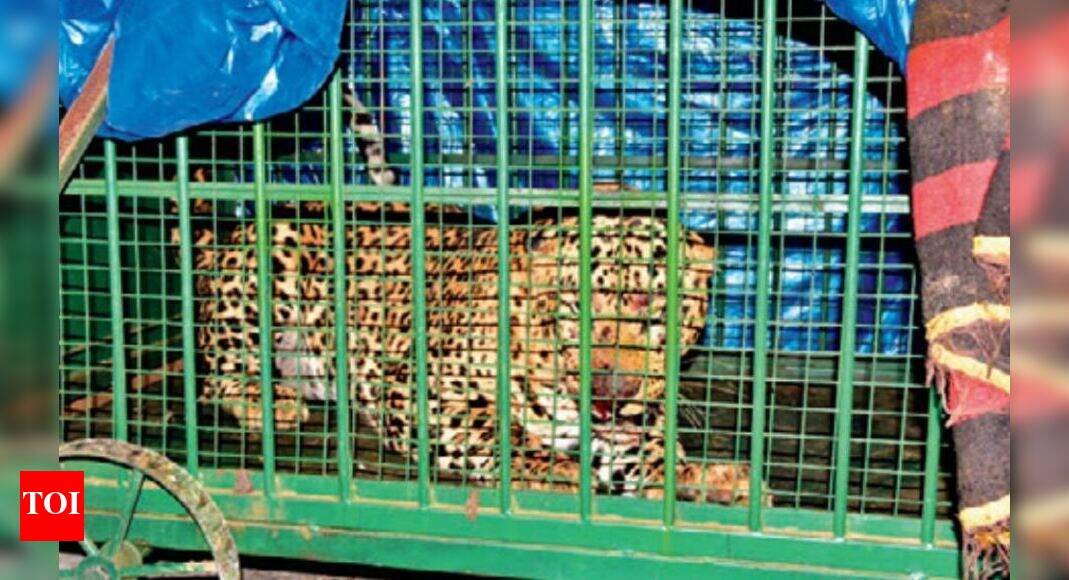Killer Leopard: Finally, killer leopard caught in Sariska village ...