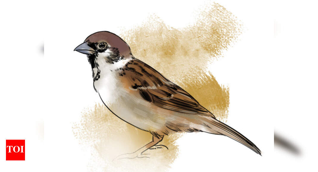 Maharashtra's plan to increase sparrow population to take wing soon ...