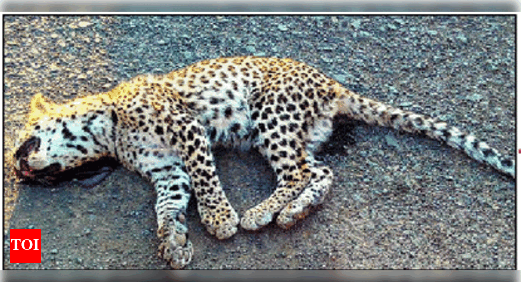 Another leopard cub dies of starvation | Meerut News - Times of India