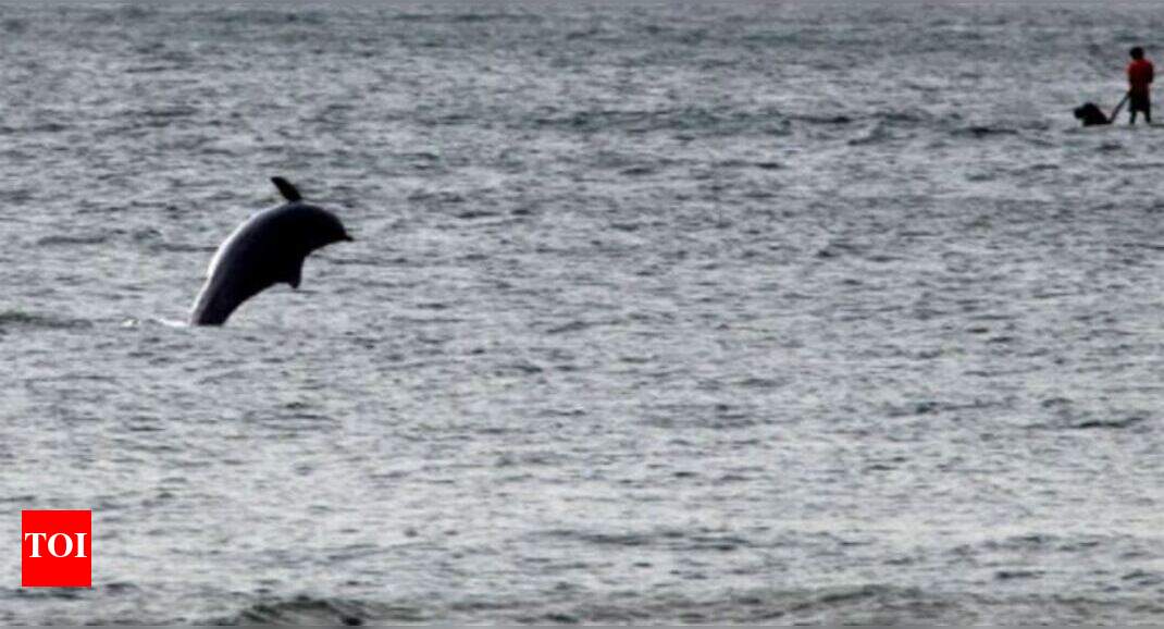 Dolphin carcass washes ashore at Morjim beach | Goa News - Times of India