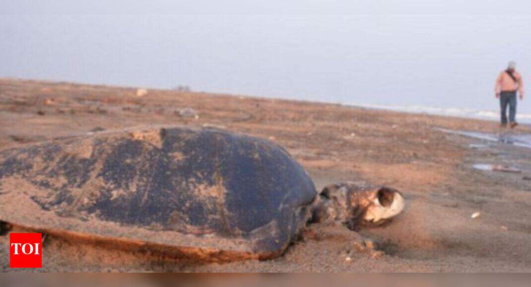 Turtle recall: 13 nests, 1,500 eggs give green reason to rejoice | Goa ...